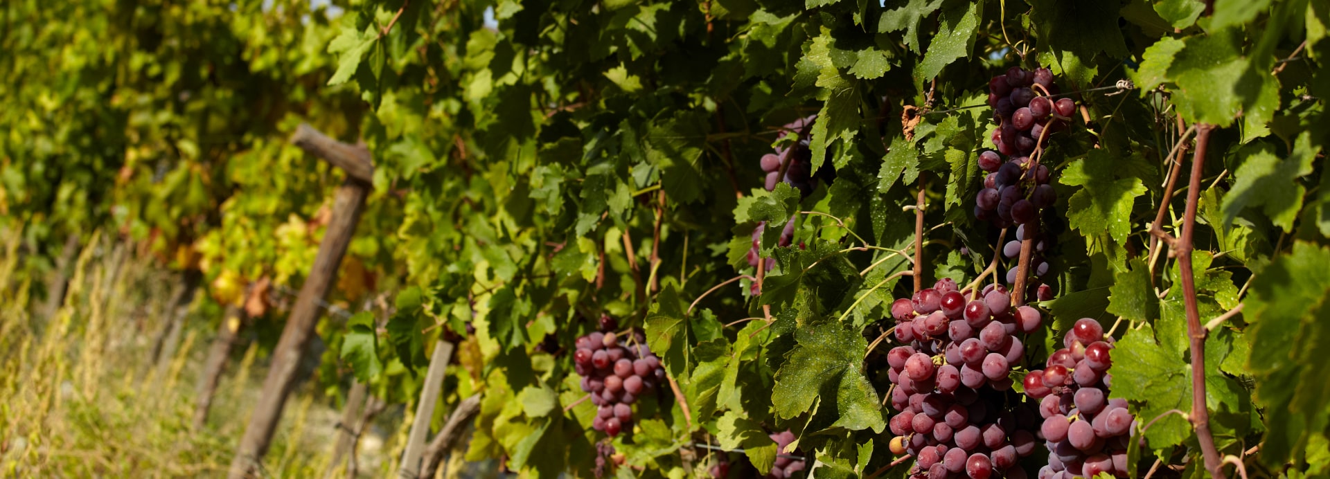 Sustainability Governance | WE Soda